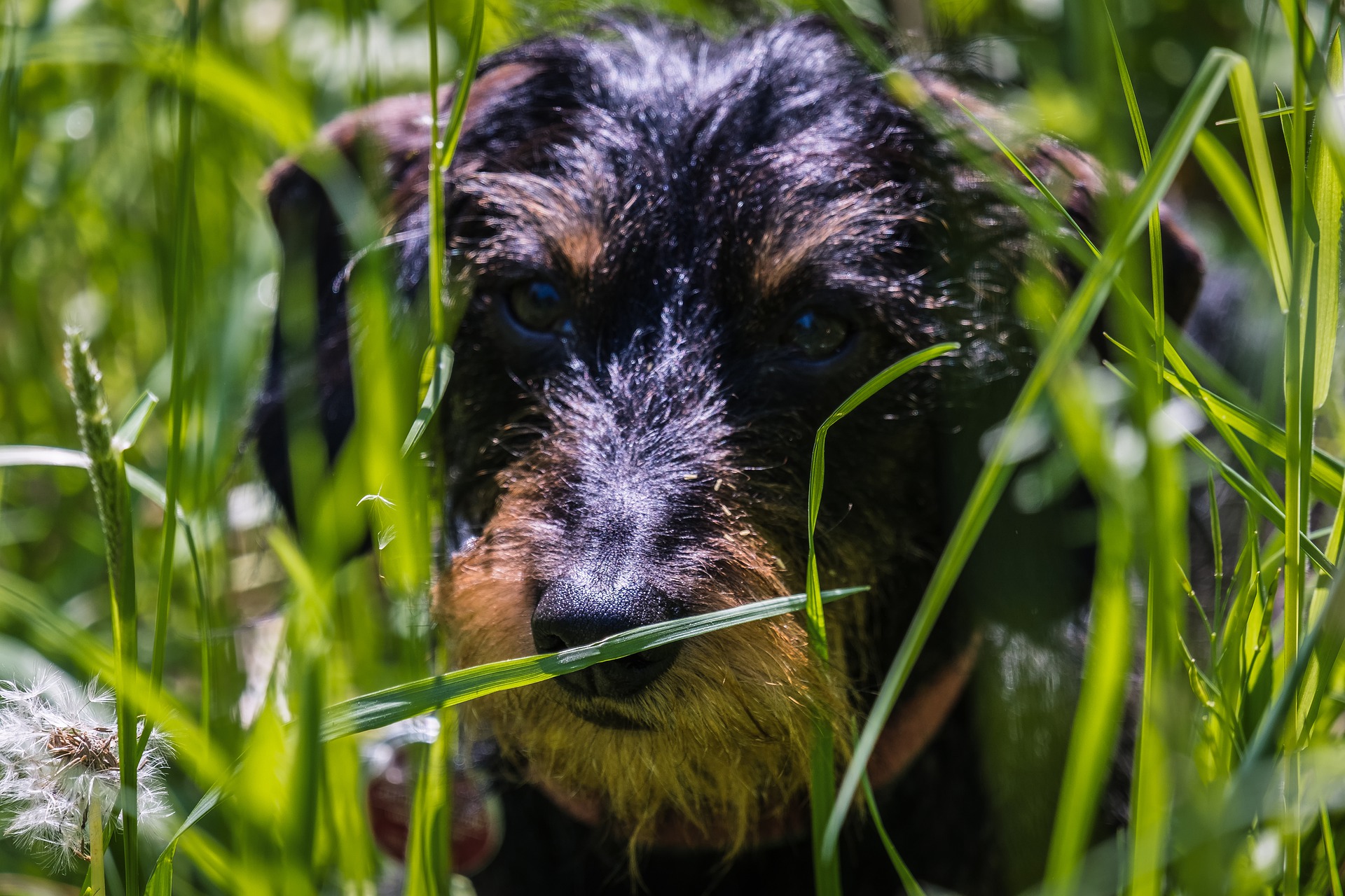 Griffon Blue de Gascogne | Ras & Productinfo | HondenLand.nl