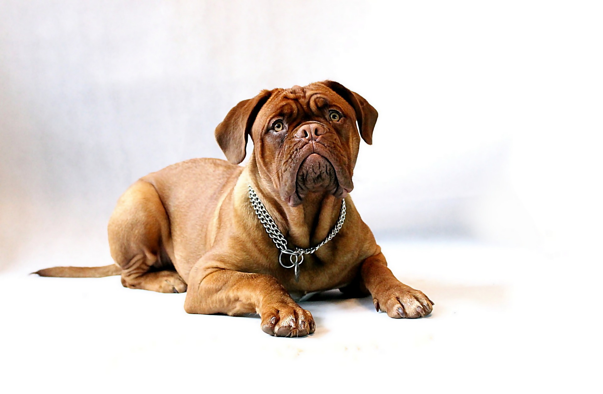Bordeauxdog | Ras & Productinfo | HondenLand.nl