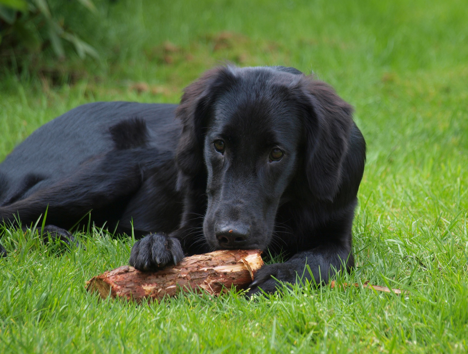 Flat Coated Retriever | Ras & Productinfo | HondenLand.nl