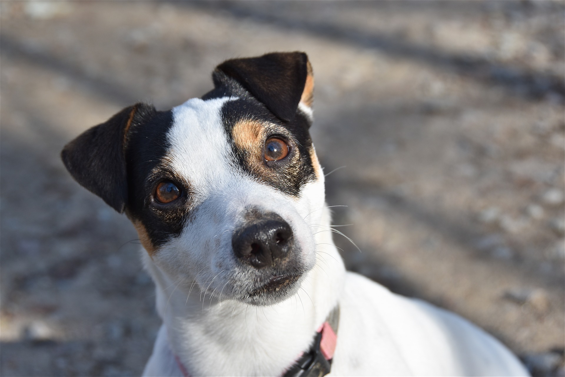 Jack Russell Terrier | Ras & Productinfo | HondenLand.nl