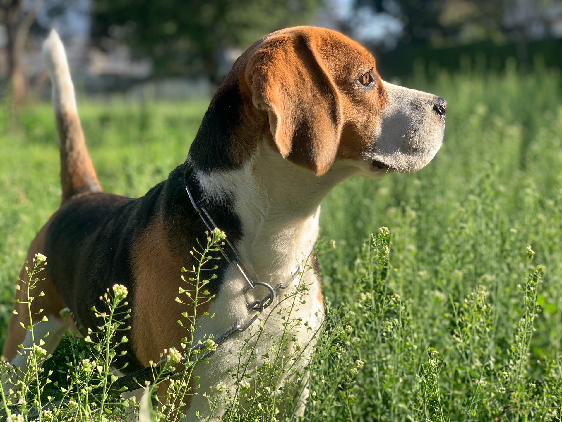 Beagle | Ras & Productinfo | HondenLand.nl