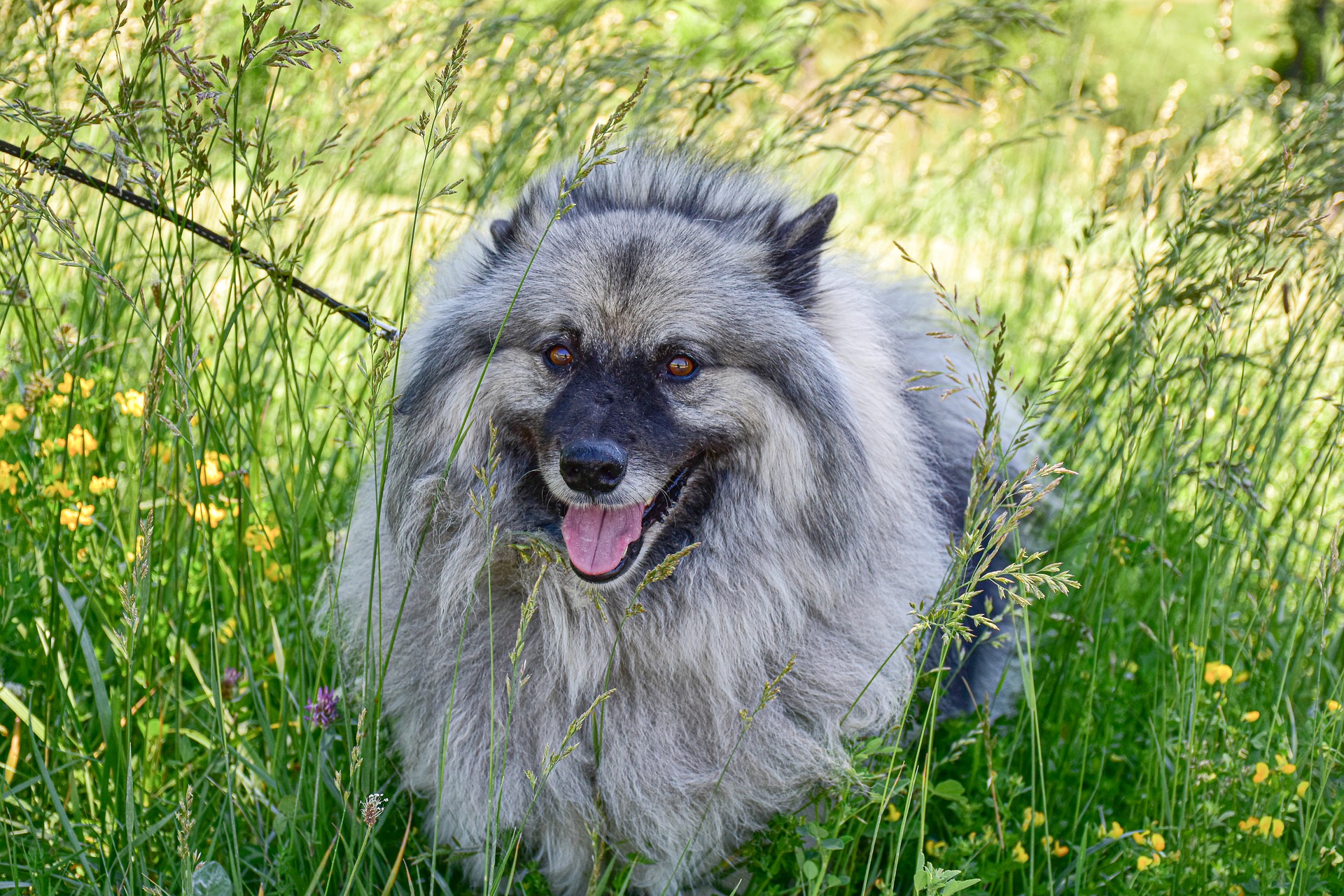 Keeshond - Grote | Ras & Productinfo | HondenLand.nl