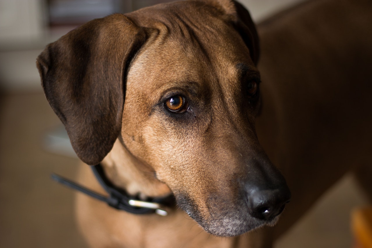 Rhodesian Ridgeback | Ras & Productinfo | HondenLand.nl