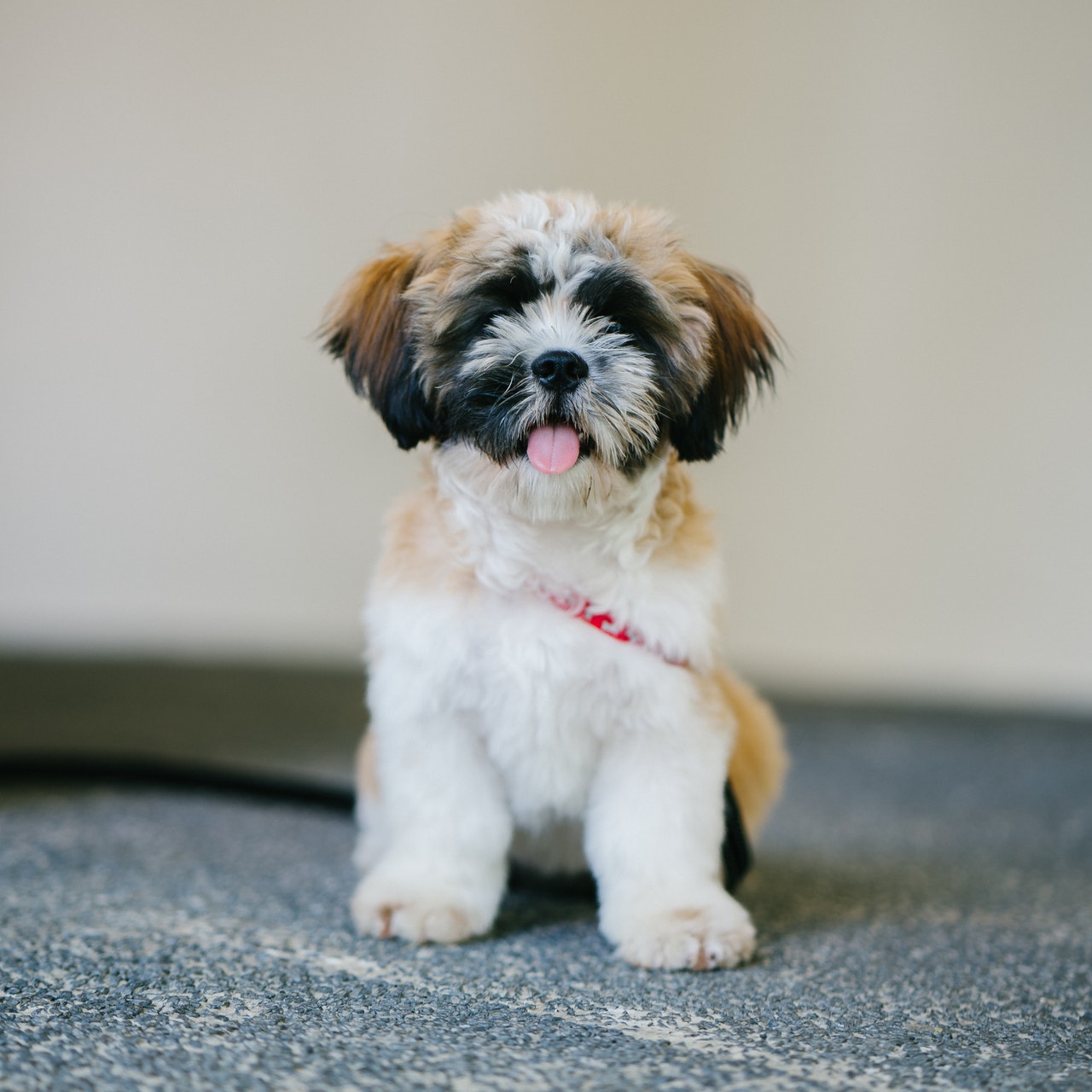Shih Tzu | Ras & Productinfo | HondenLand.nl