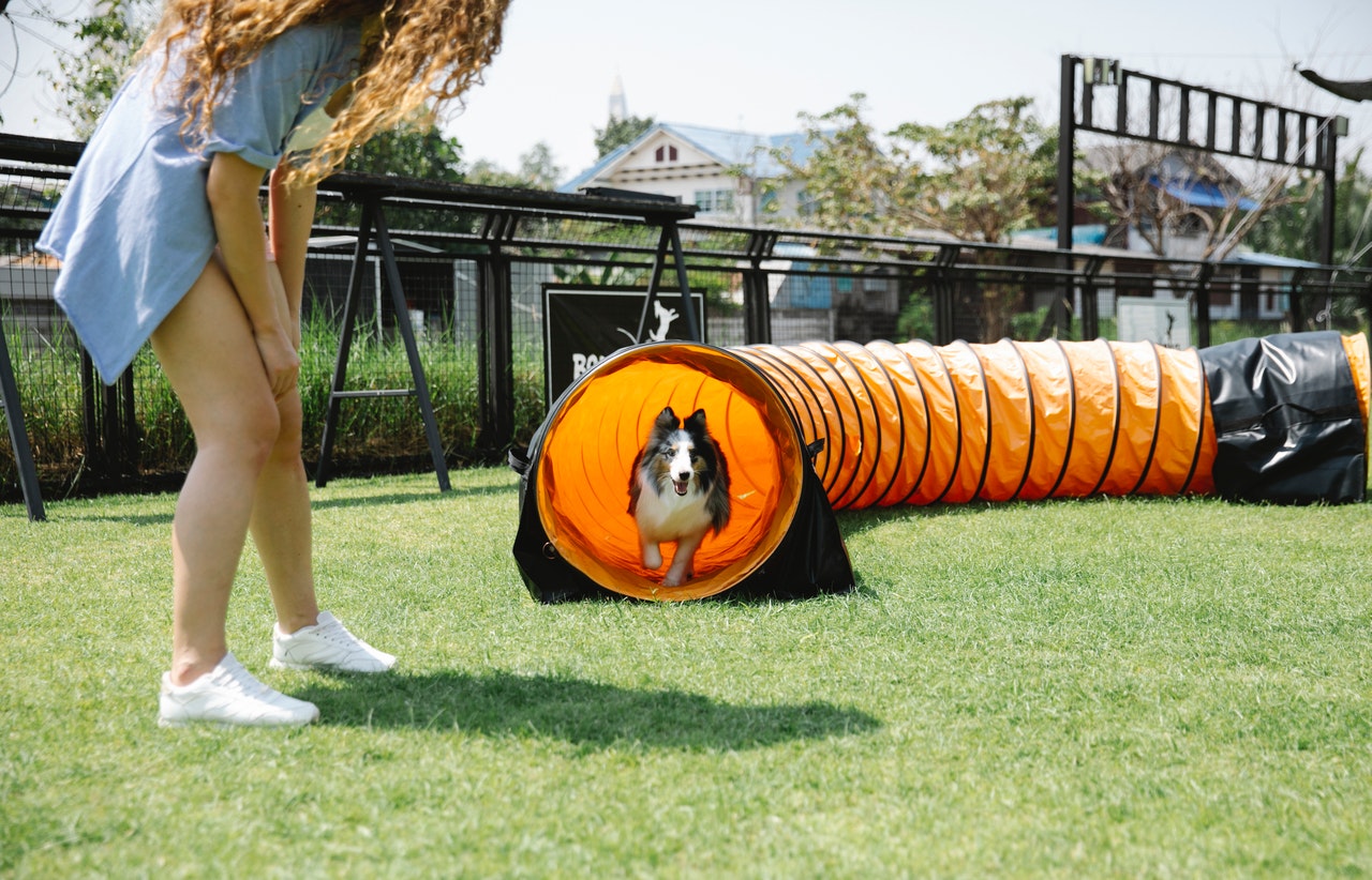 5x Beste Agility tunnel | Ras & Productinfo | HondenLand.nl